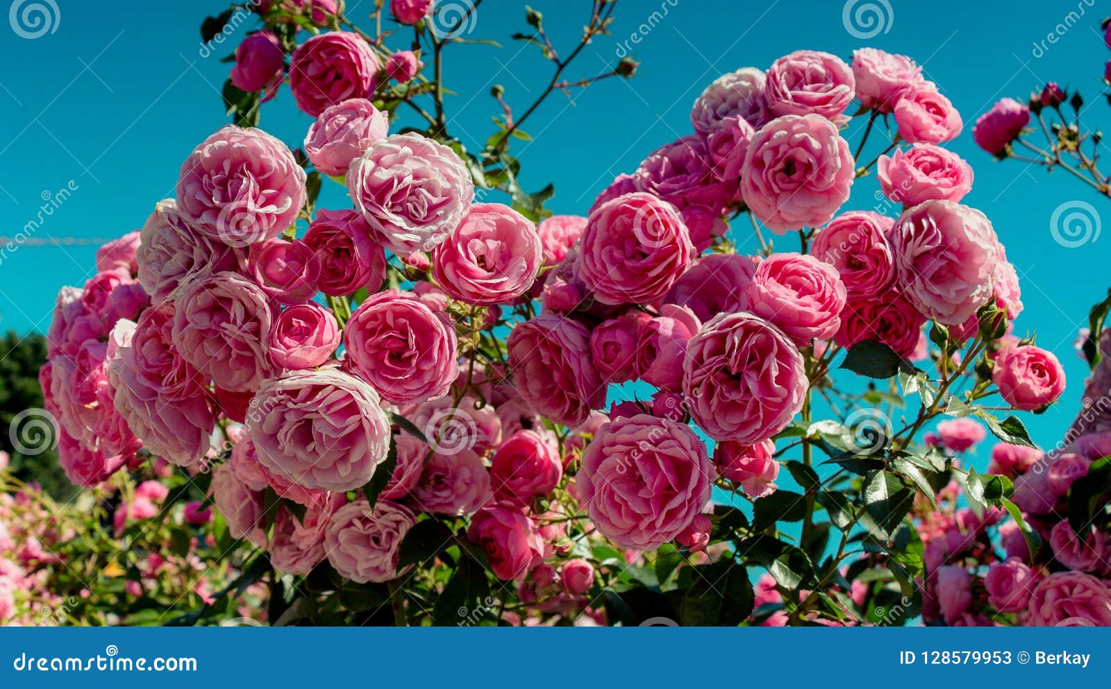 Colorful Roses in a Rose Garden Stock Image - Image of garden, love ...