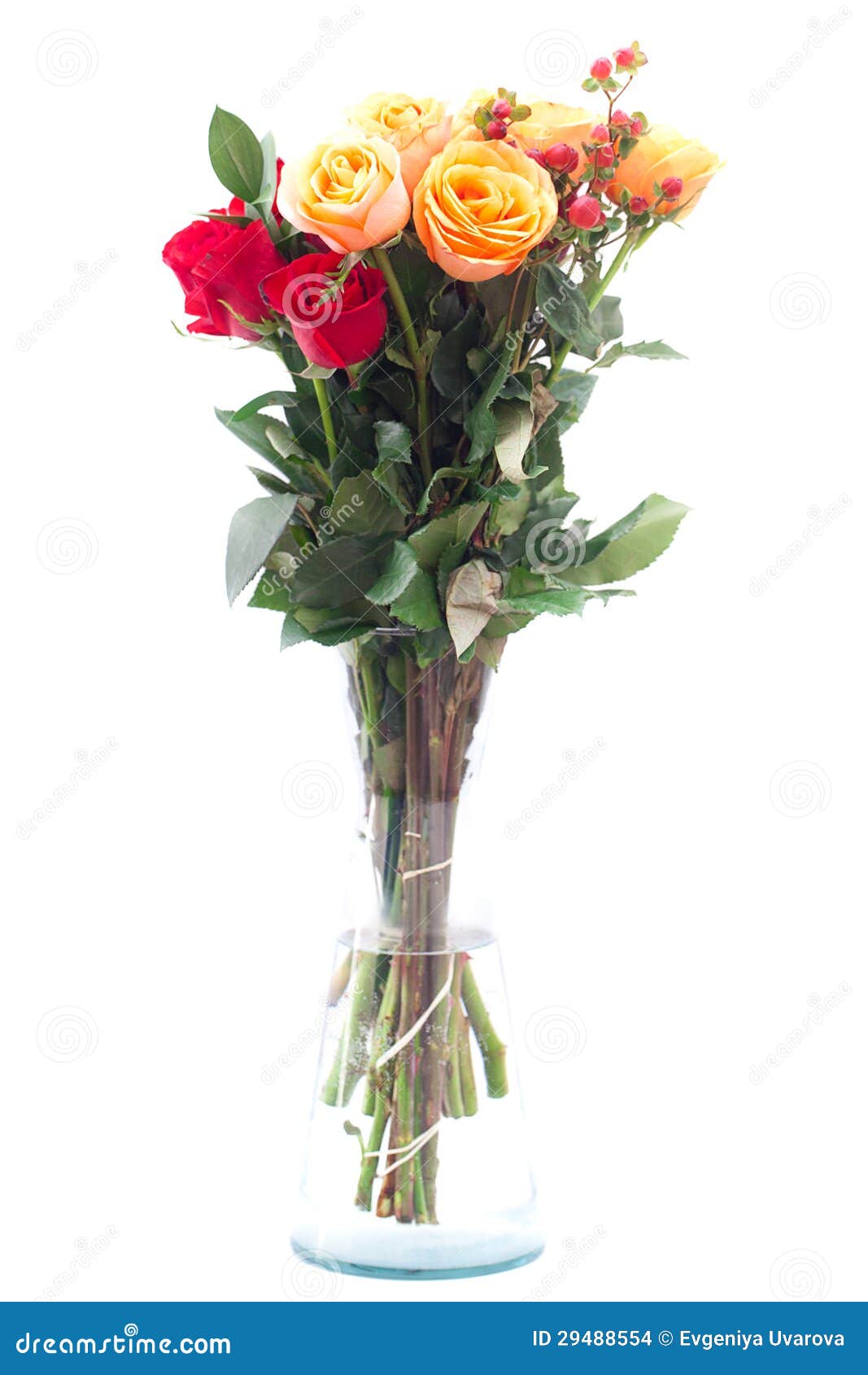 Colorful Roses in a Vase on White Background Stock Photo - Image of ...