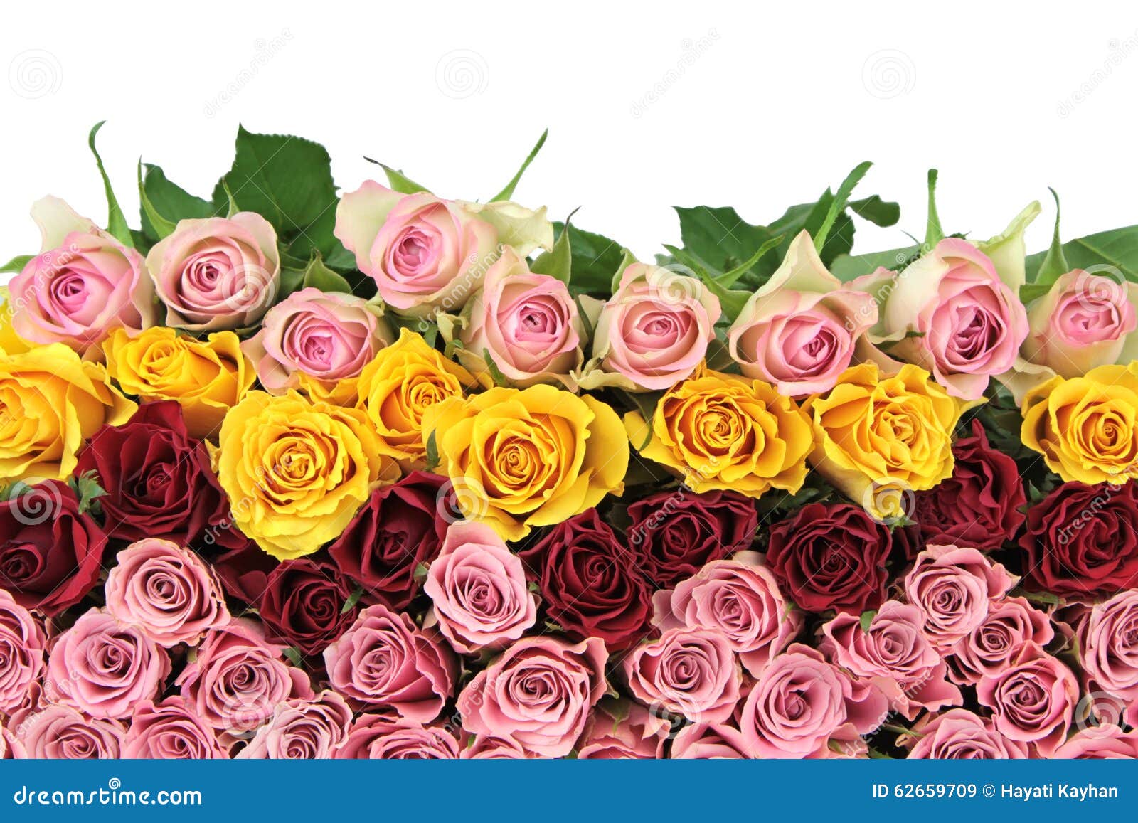 Colorful Roses on White Background Stock Image - Image of floral ...