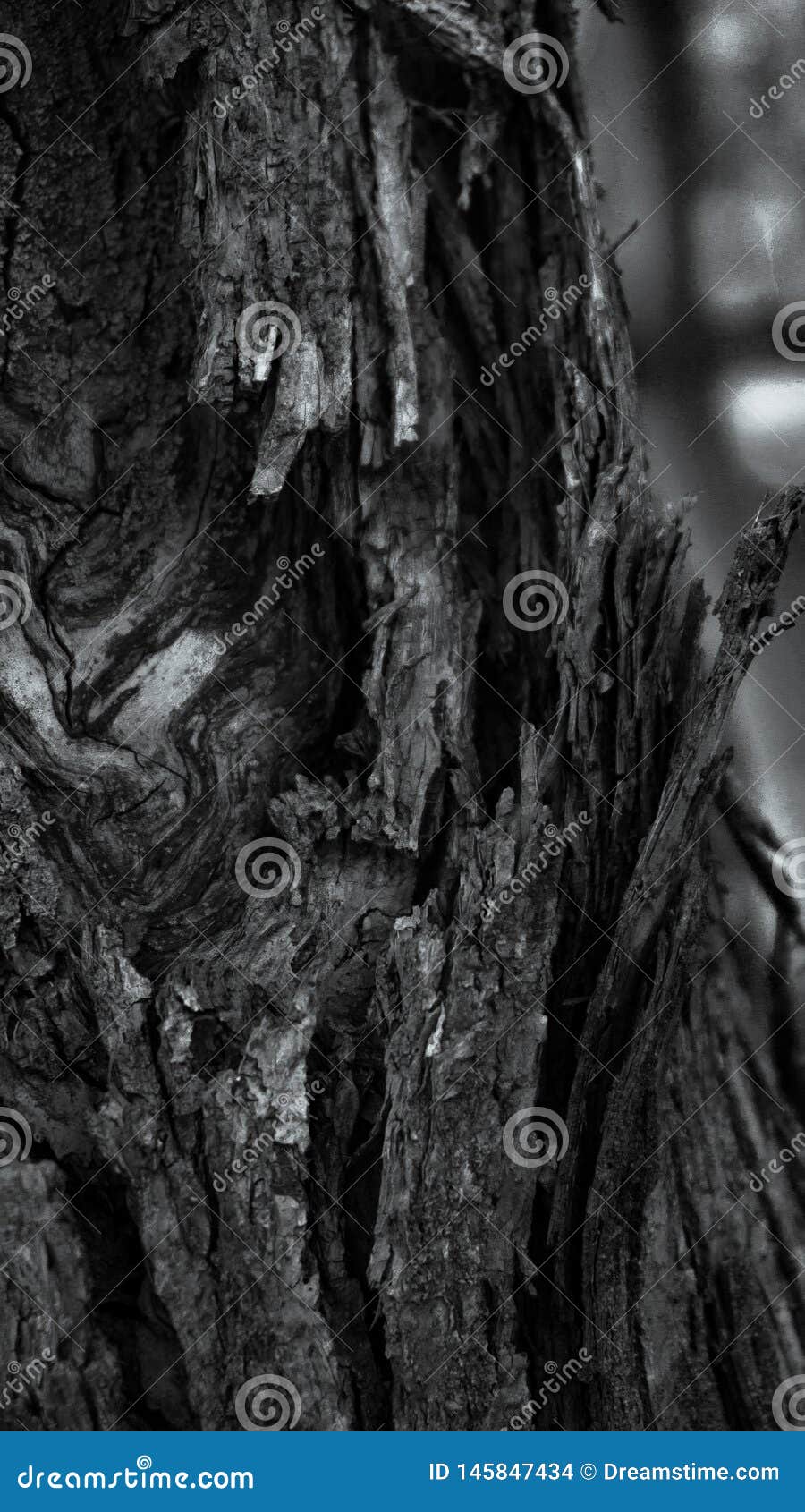 Colorful Rough Tree Texture Closeup Macro Stock Photo - Image of ...