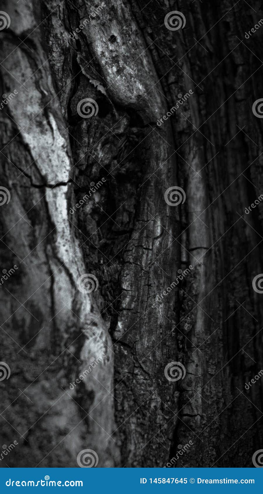 Colorful Rough Tree Texture Closeup Macro Stock Image - Image of black ...
