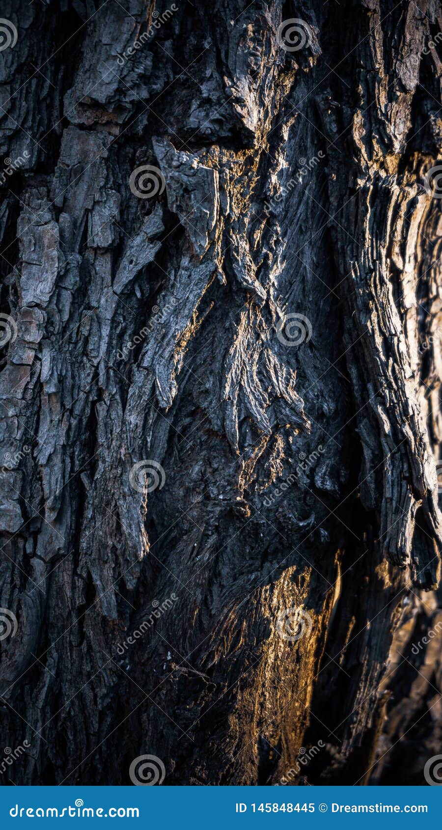 Colorful Rough Tree Texture Closeup Macro Stock Image - Image of nature ...