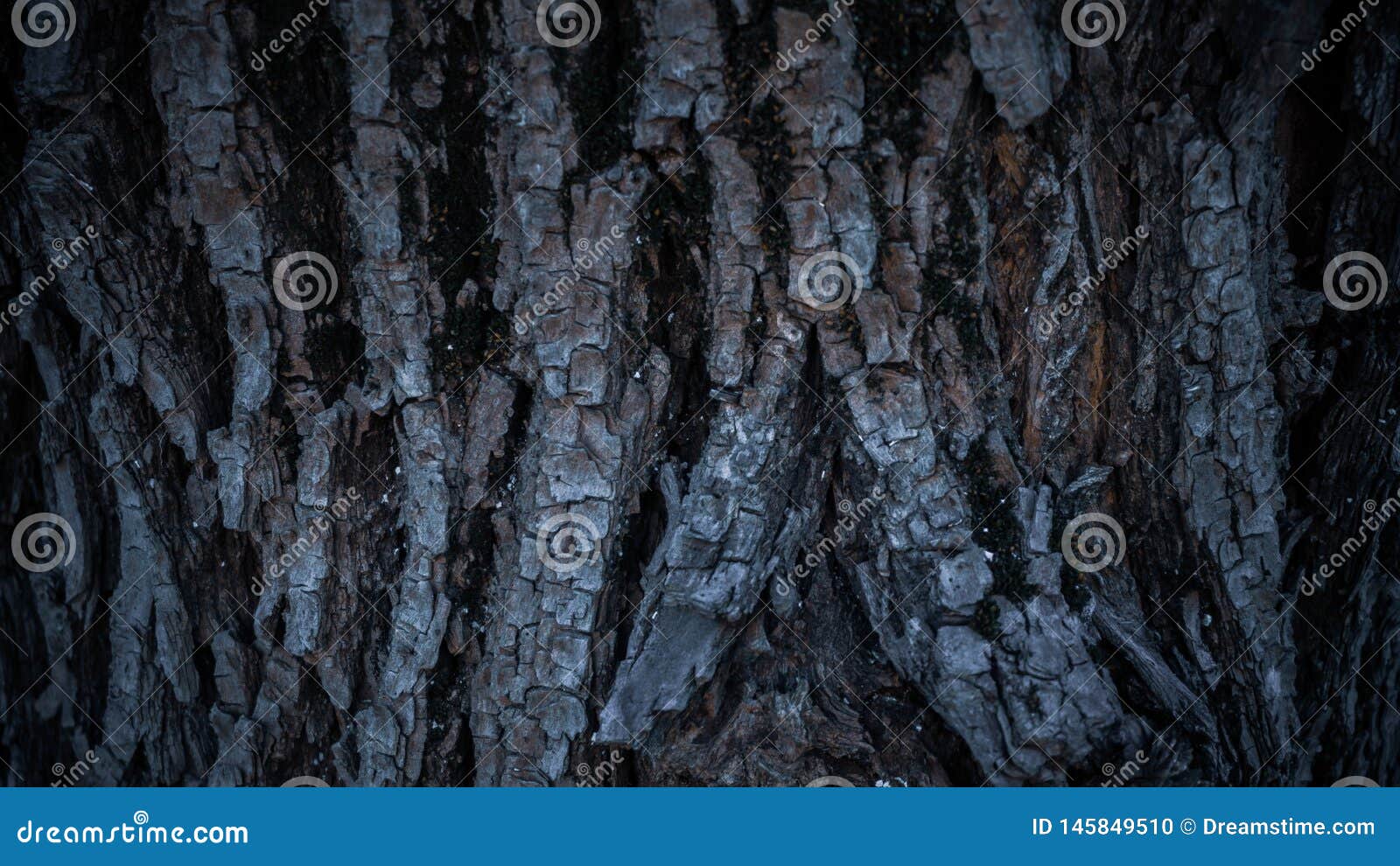 Colorful Rough Tree Texture Closeup Macro Stock Photo - Image of forest ...