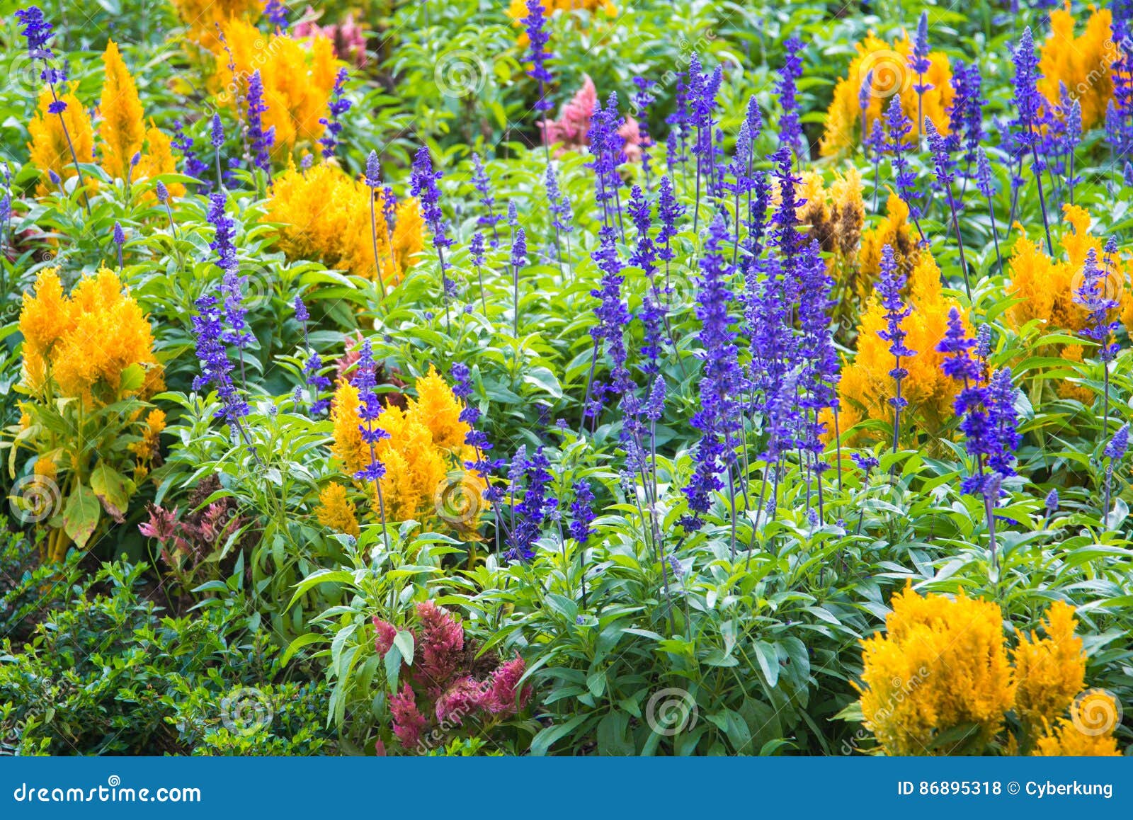 Colorful Rows of Flowers in Green Garden. Stock Photo - Image of ...