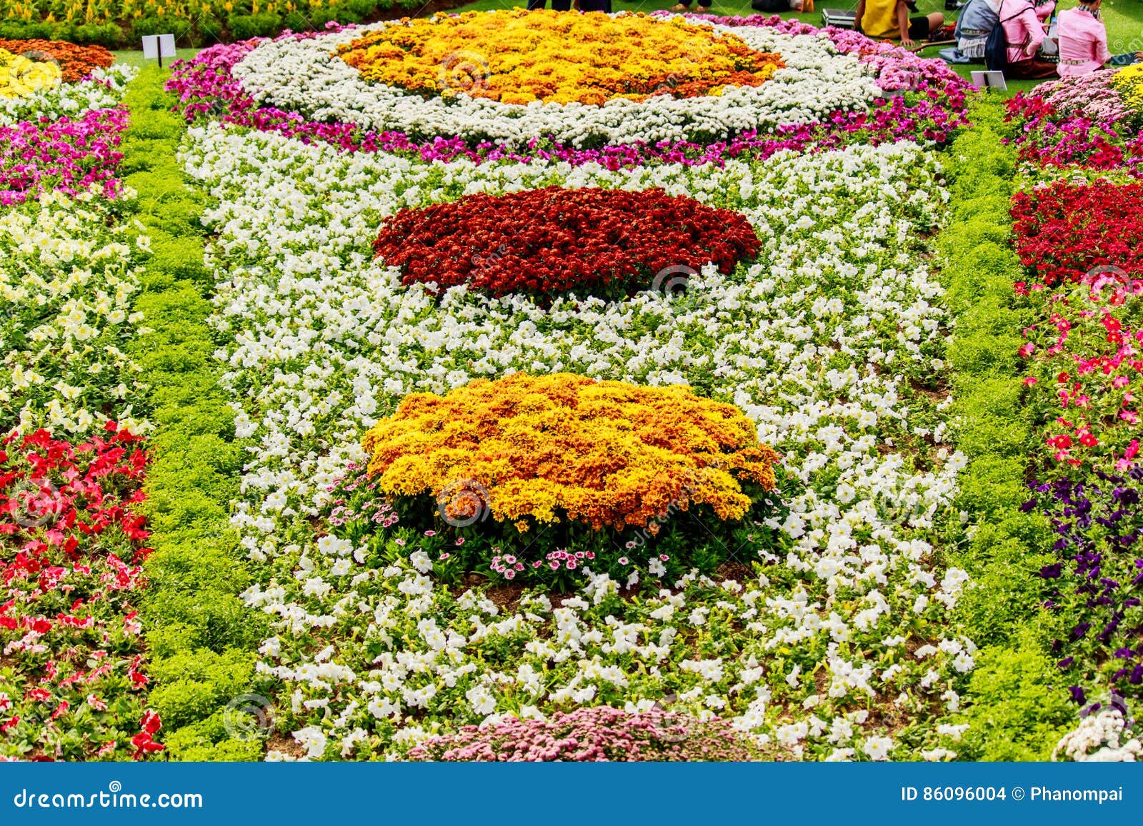Colorful Rows of Spring Flowers. Stock Photo - Image of yellow, rows ...