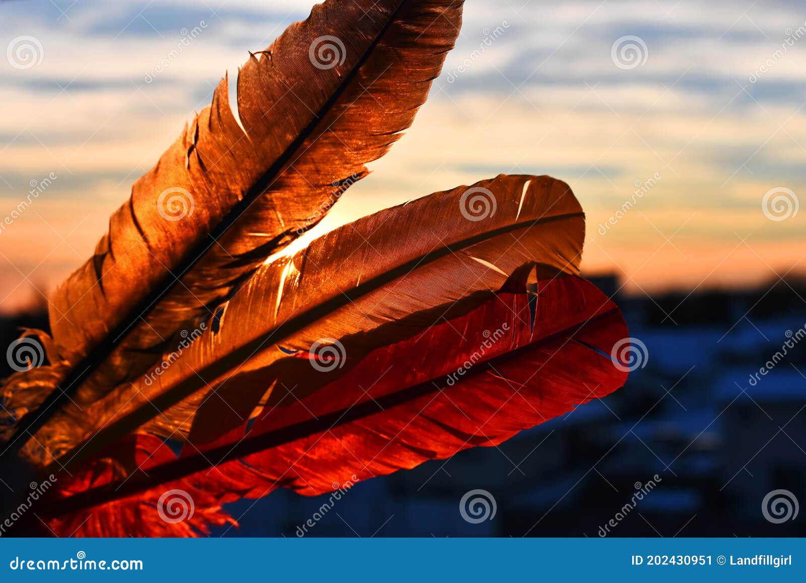 Colorful Sacred Feathers Close Up Stock Image - Image of fuzz, design ...