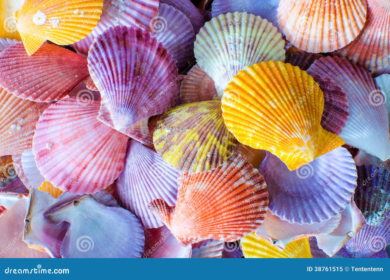 Colorful Scallop seashell stock image. Image of aquatic - 38761515