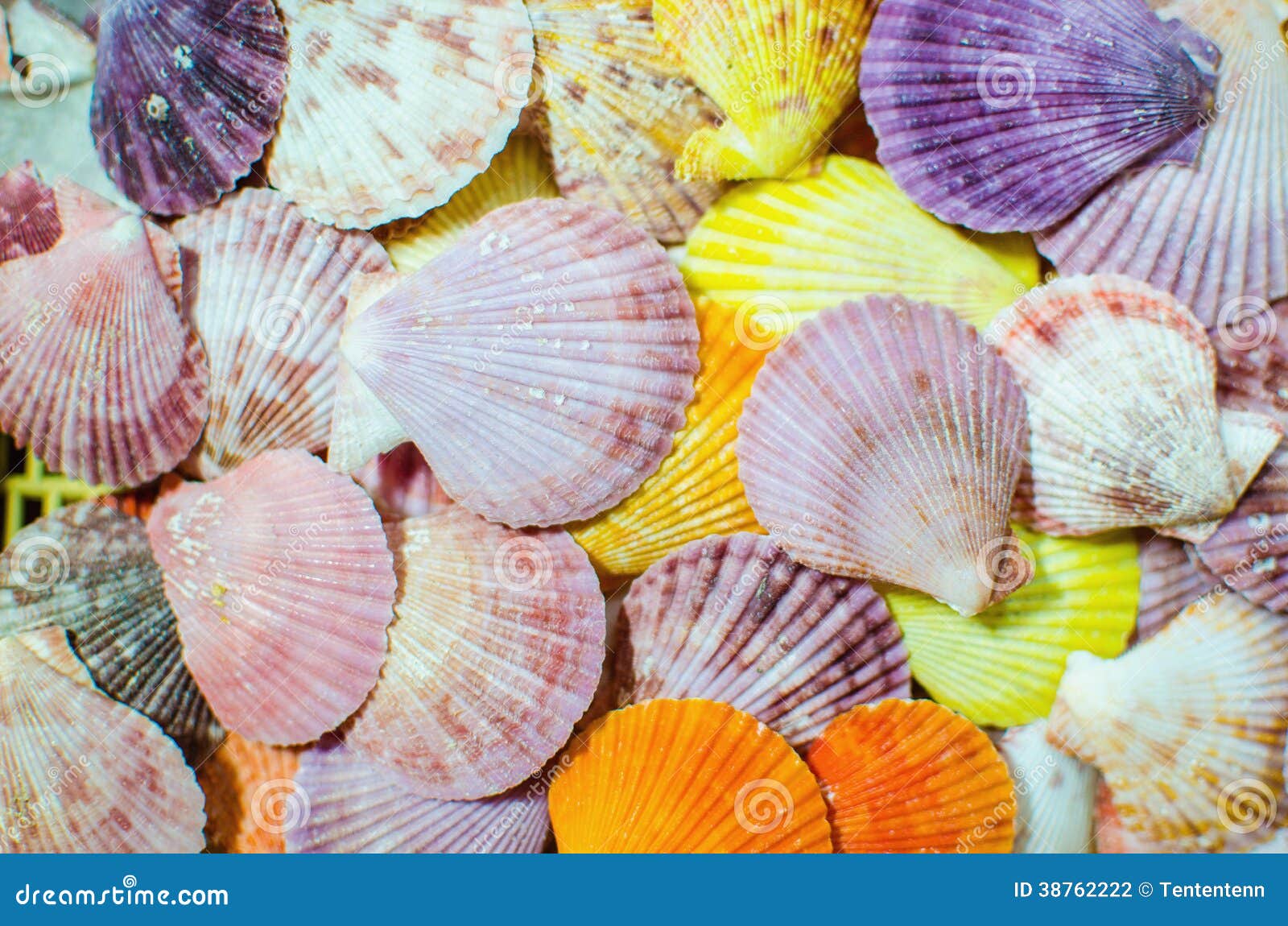 Colorful Scallop seashell stock photo. Image of pink - 38762222