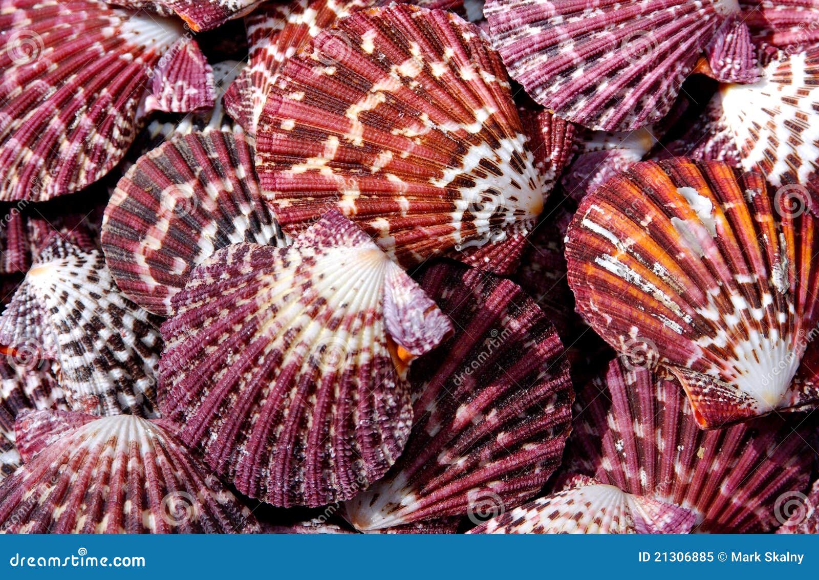 Colorful Scallop Shells Stock Photography | CartoonDealer.com #360852056