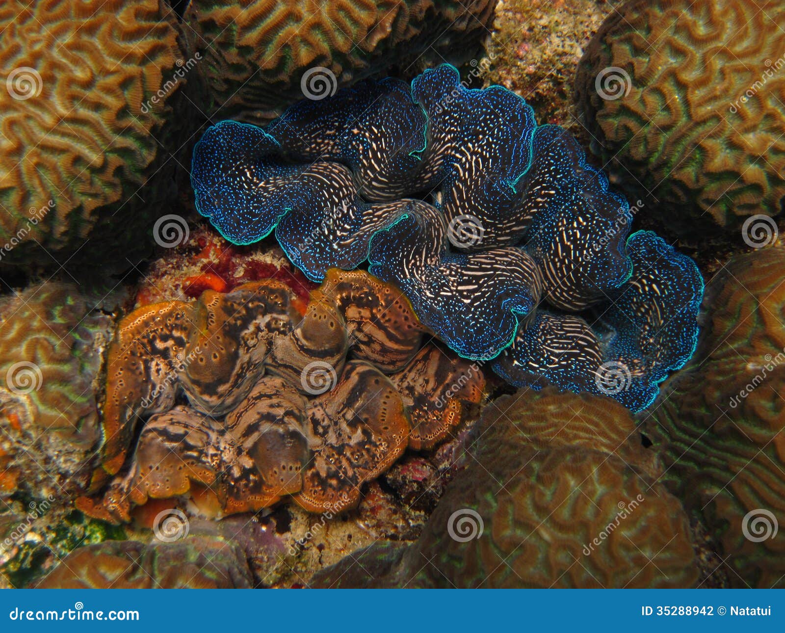 Colorful Scaly giant clam. stock photo. Image of tridacn - 35288942