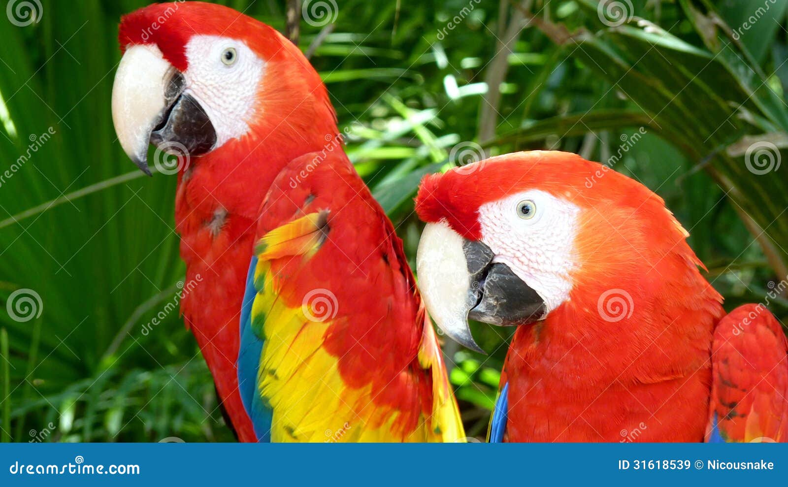 Colorful scarlet macaw stock image. Image of jungle, avian - 31618539