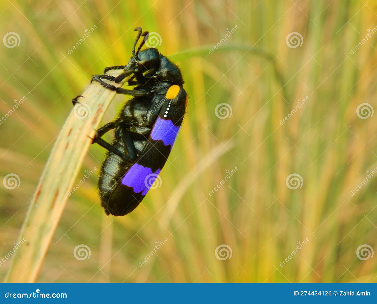 Colorful scary bugs stock photo. Image of yellow, insect - 274434126