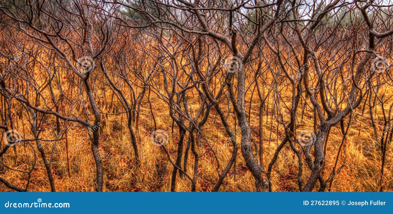 Colorful Scenic Landscape in HDR Stock Image - Image of fall, natural ...
