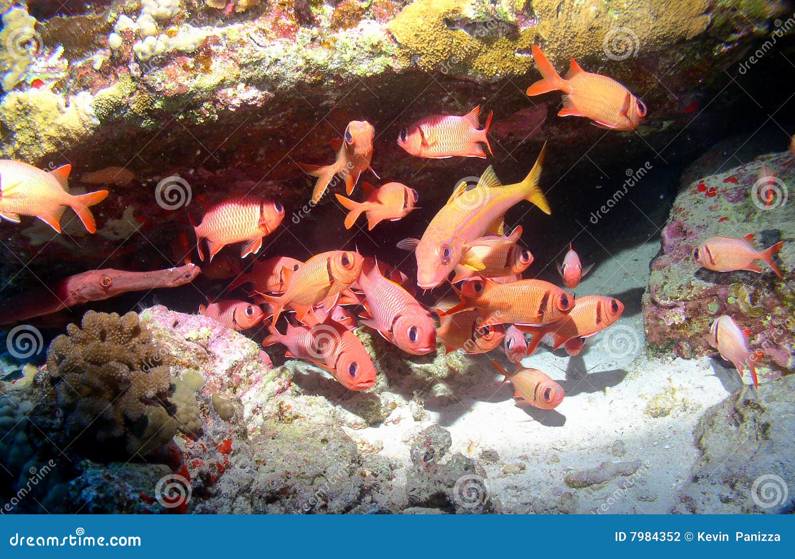 Colorful School of Fish on a Maui Reef Stock Photo - Image of molokini ...