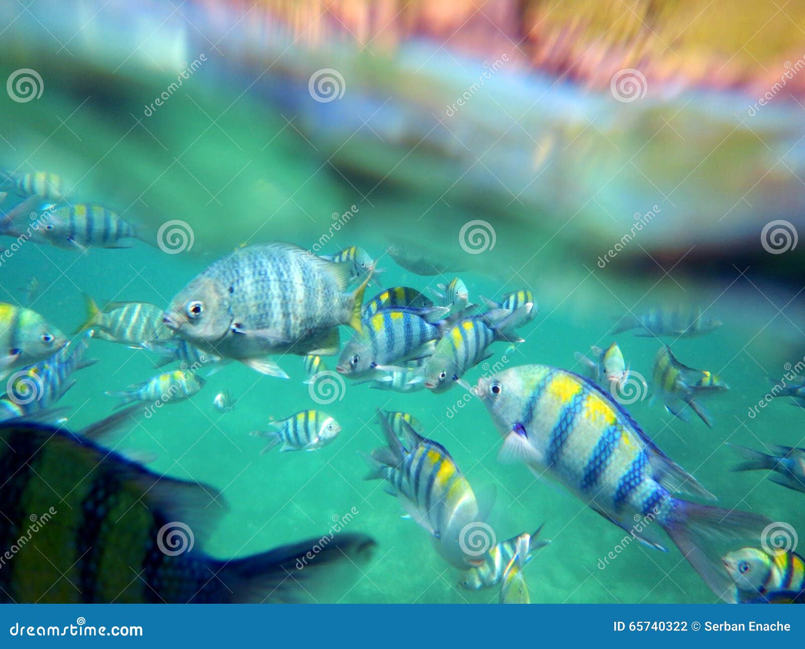Colourful School Of Fish