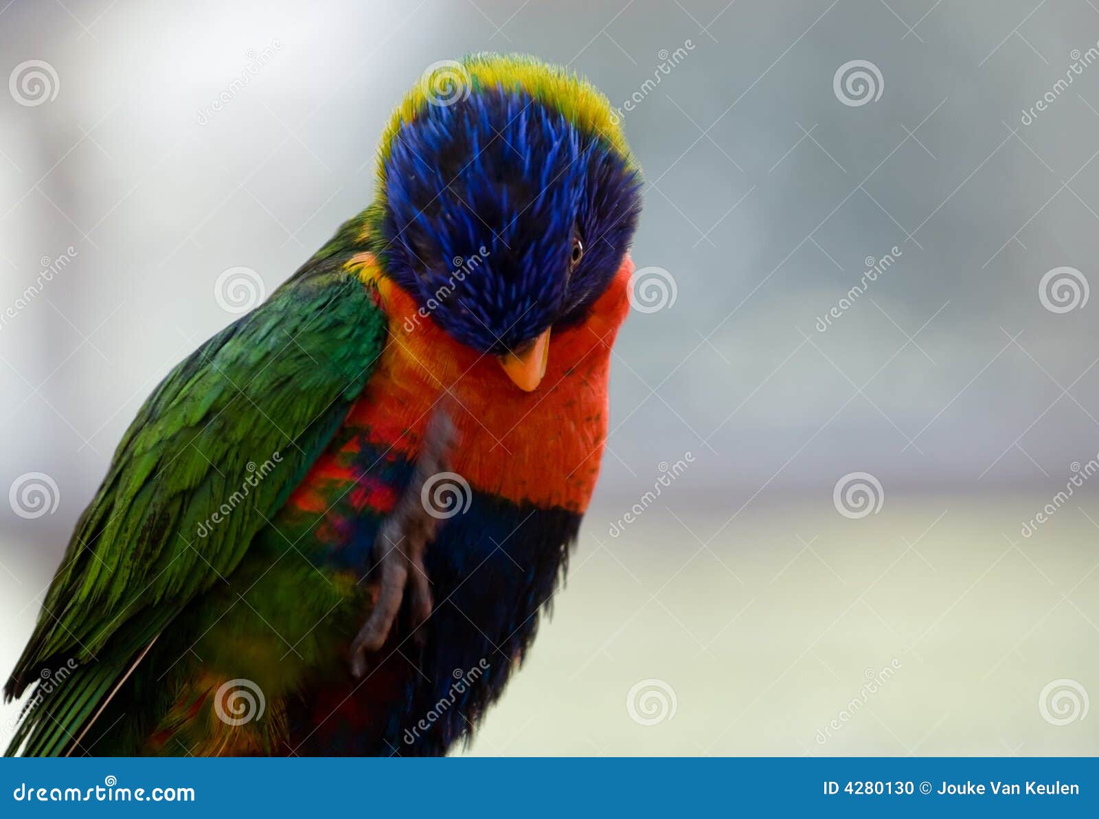 Colorful scratching bird stock photo. Image of detention - 4280130