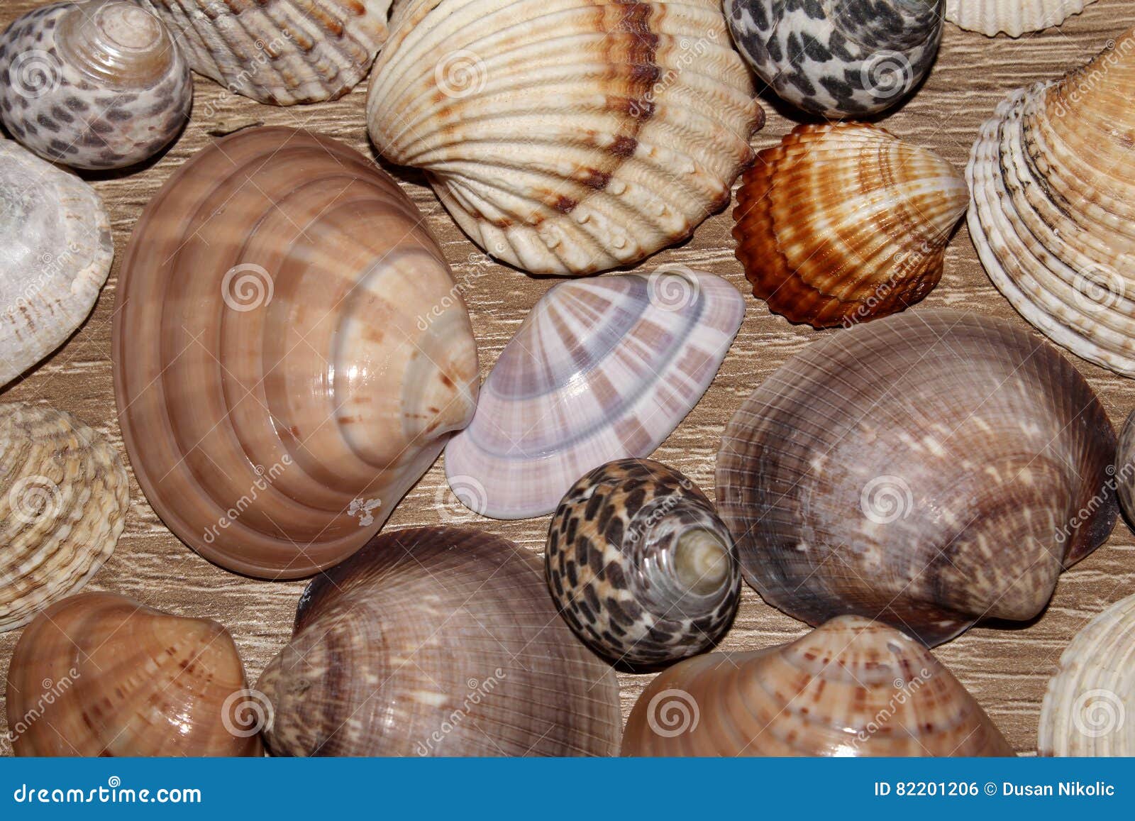 Colorful sea clams stock photo. Image of shell, tropical - 82201206