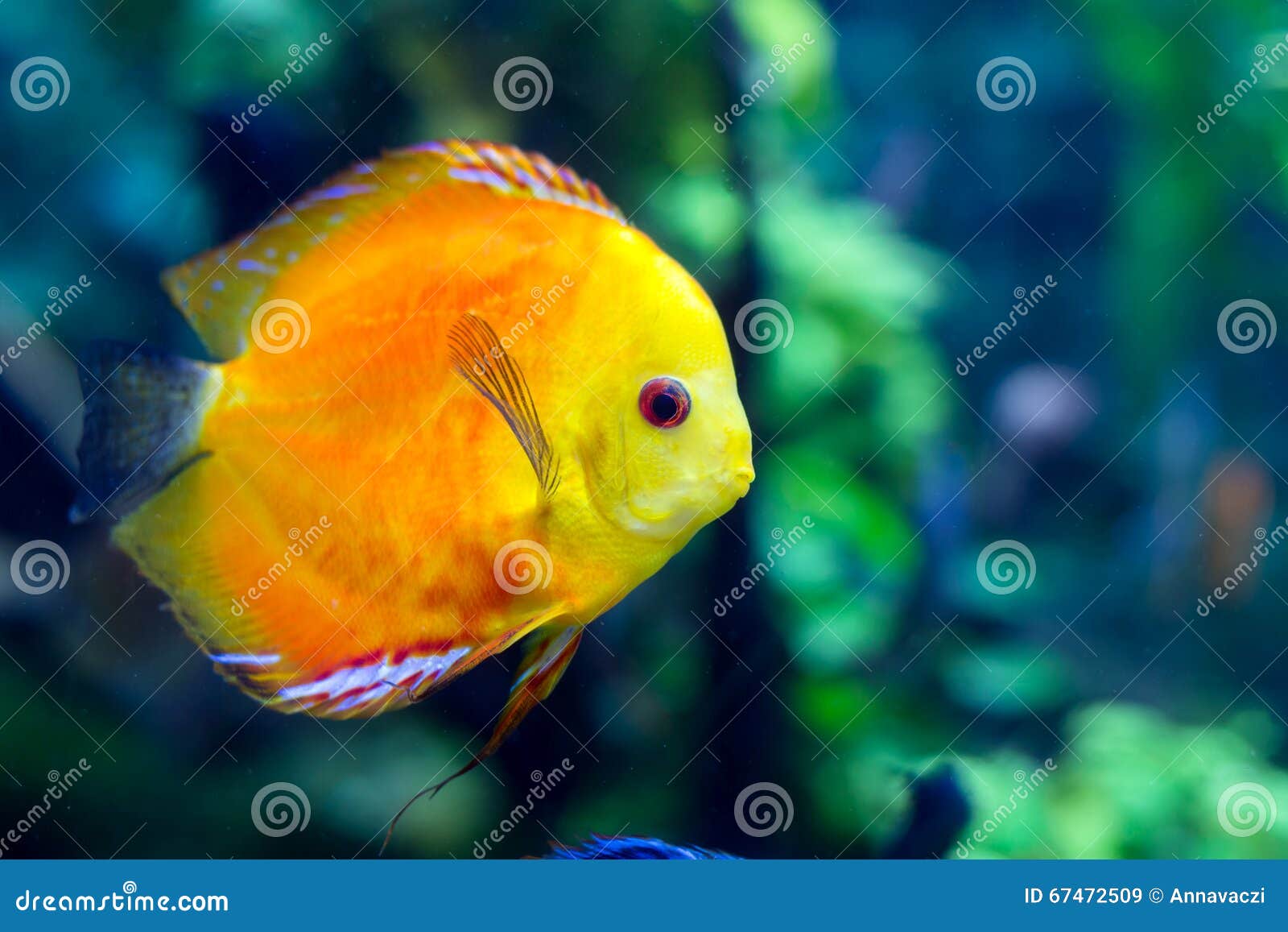 Colorful Sea Fish in the Aquarium Stock Image - Image of small, reef ...