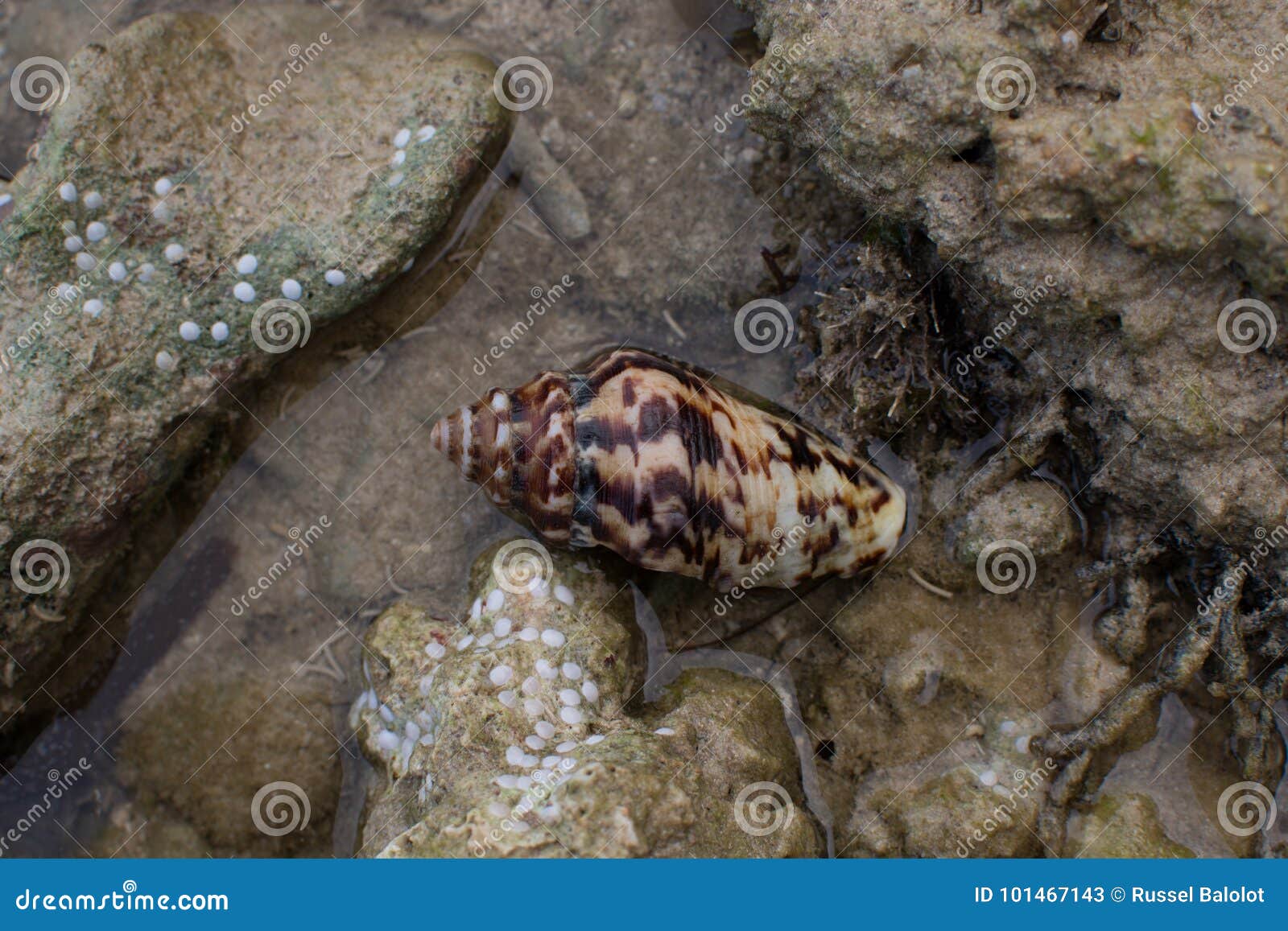Colorful sea shell stock image. Image of beautiful, ocean - 101467143