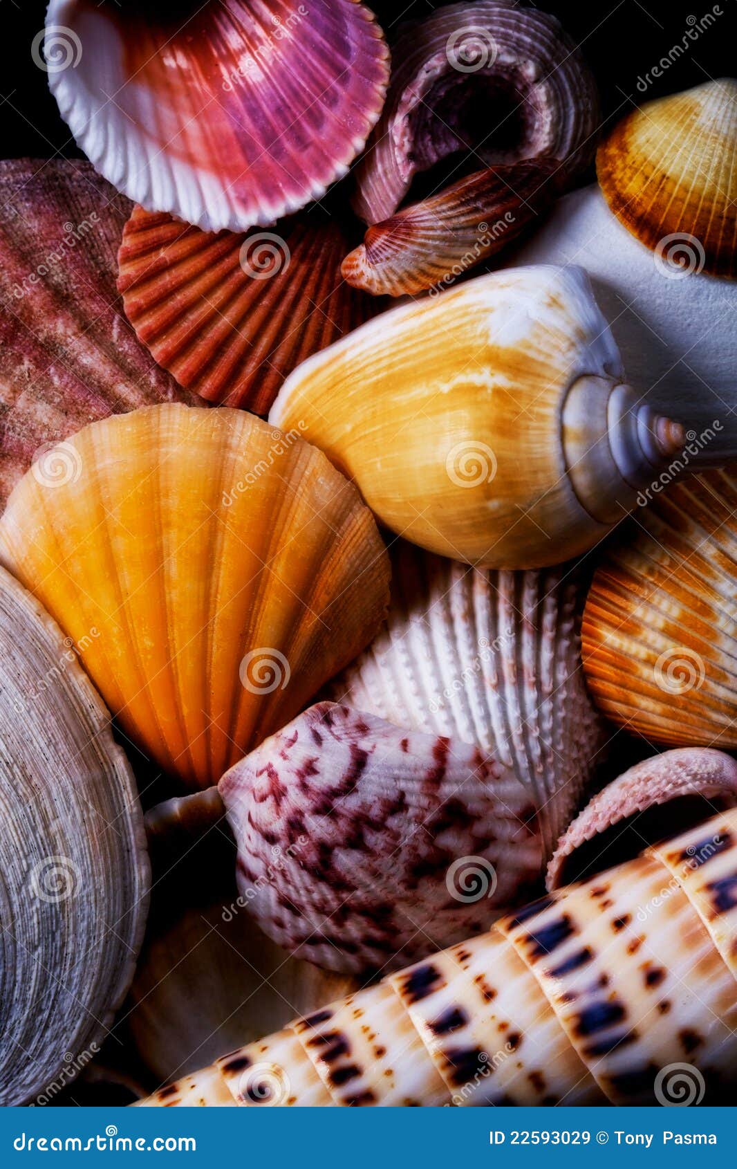 Pin by Кimberly on Shells | Sea shells, Shells, Seashells photography