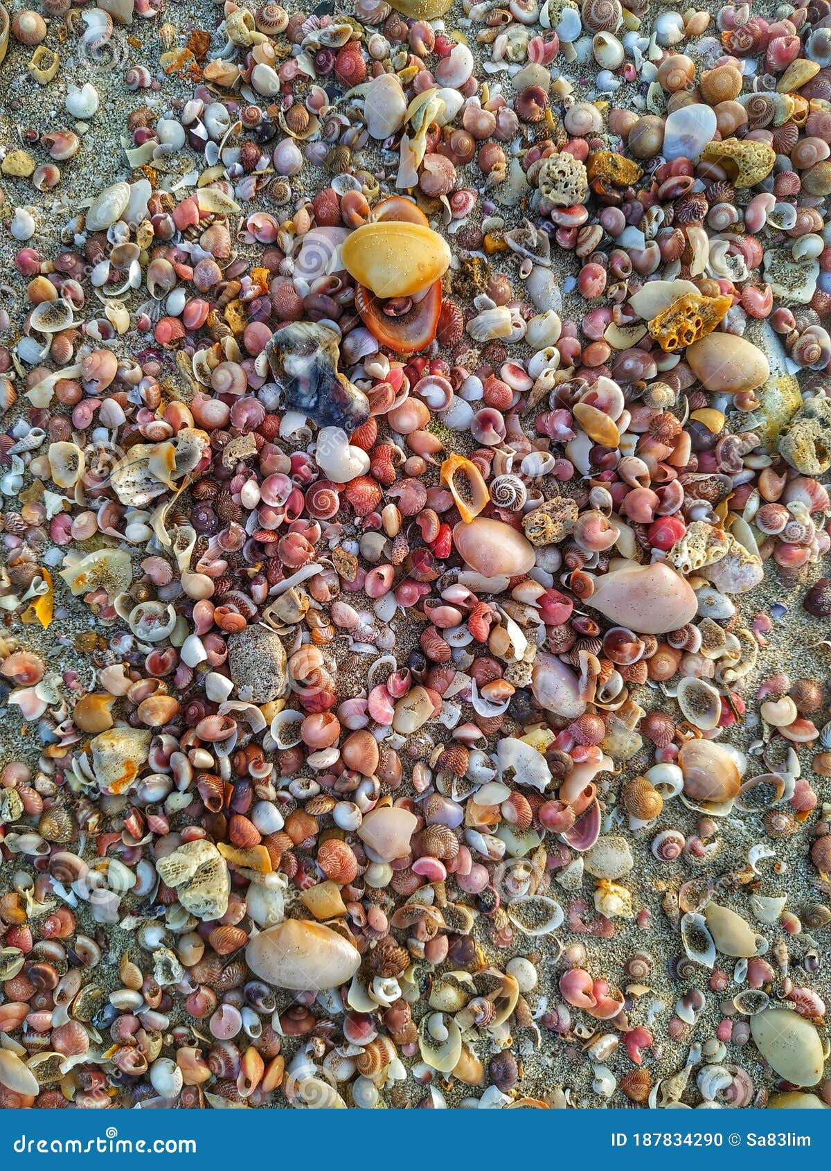 Colorful Sea Shells on Beach Stock Photo - Image of produce, pattern ...