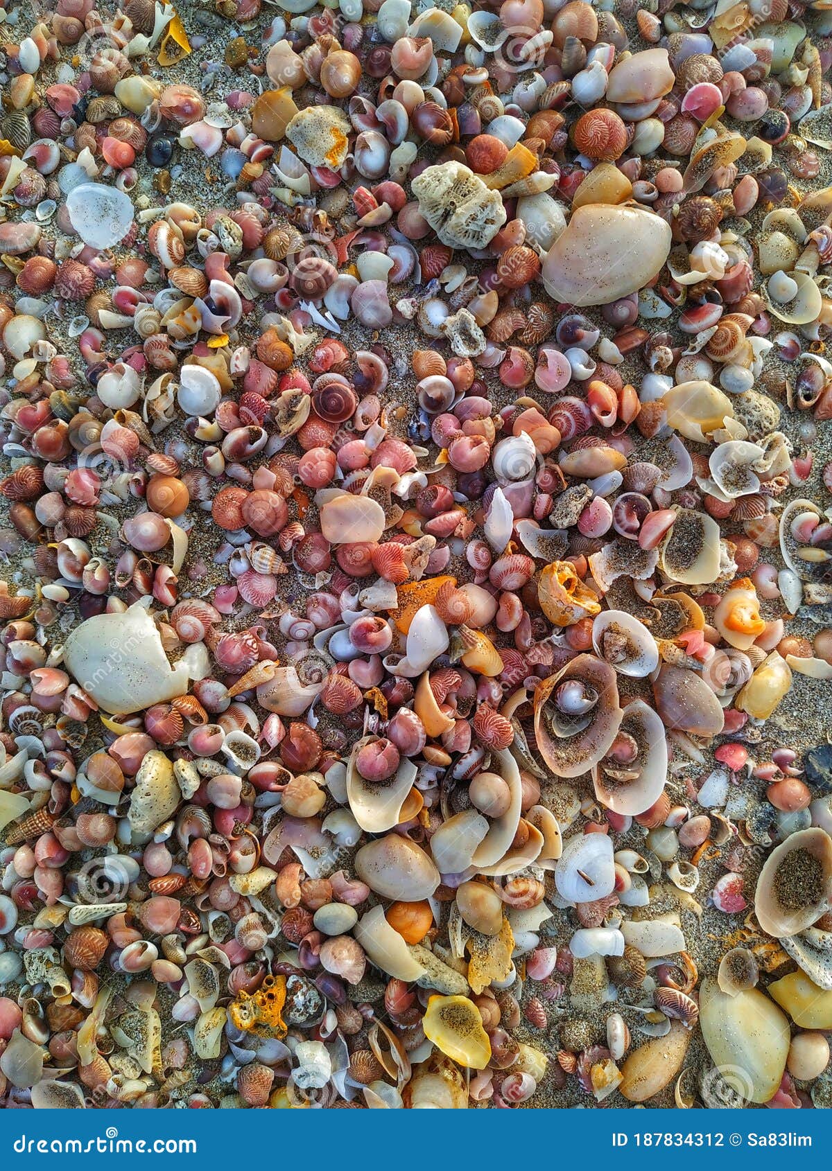 Colorful Sea Shells on Beach Stock Photo - Image of geology, flooring ...