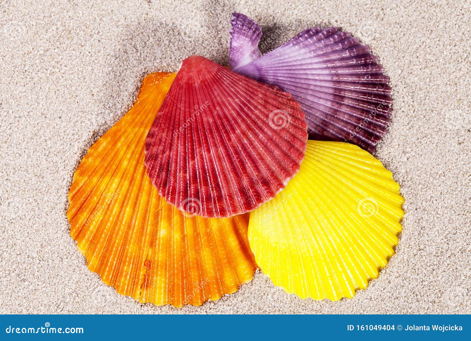 Colorful Sea Shells of Mollusk on the Sand, Close Up Stock Photo ...