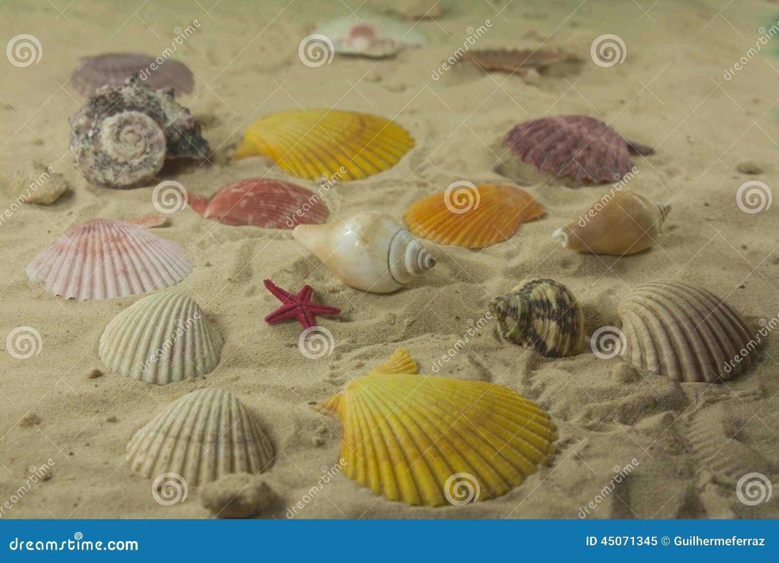 Colorful sea shells stock image. Image of sand, areia - 45071345
