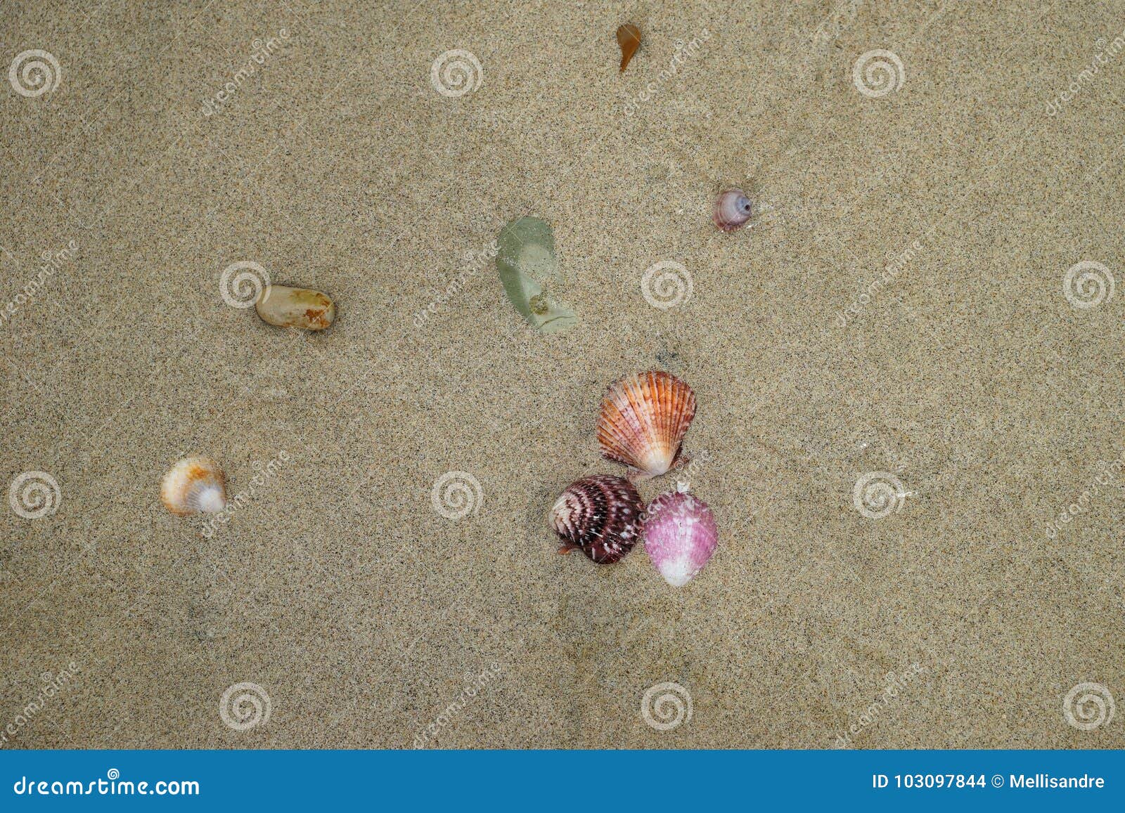 Colorful Sea Shells in the Sand Top View Stock Photo - Image of ...