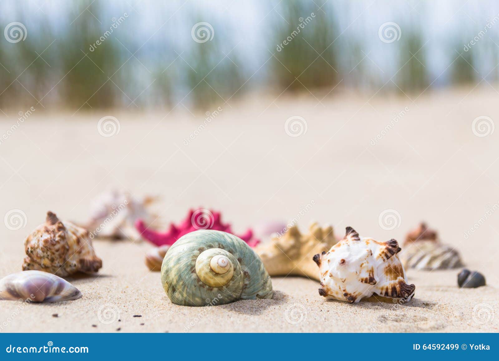 Colorful Sea Shells Sandy Beach Stock Image - Image of star, shore ...