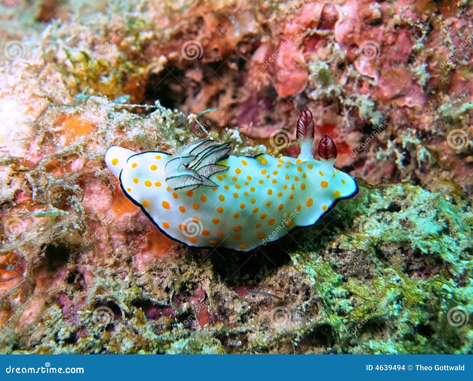 Colorful sea slug stock photo. Image of mollusk, spot - 4639494