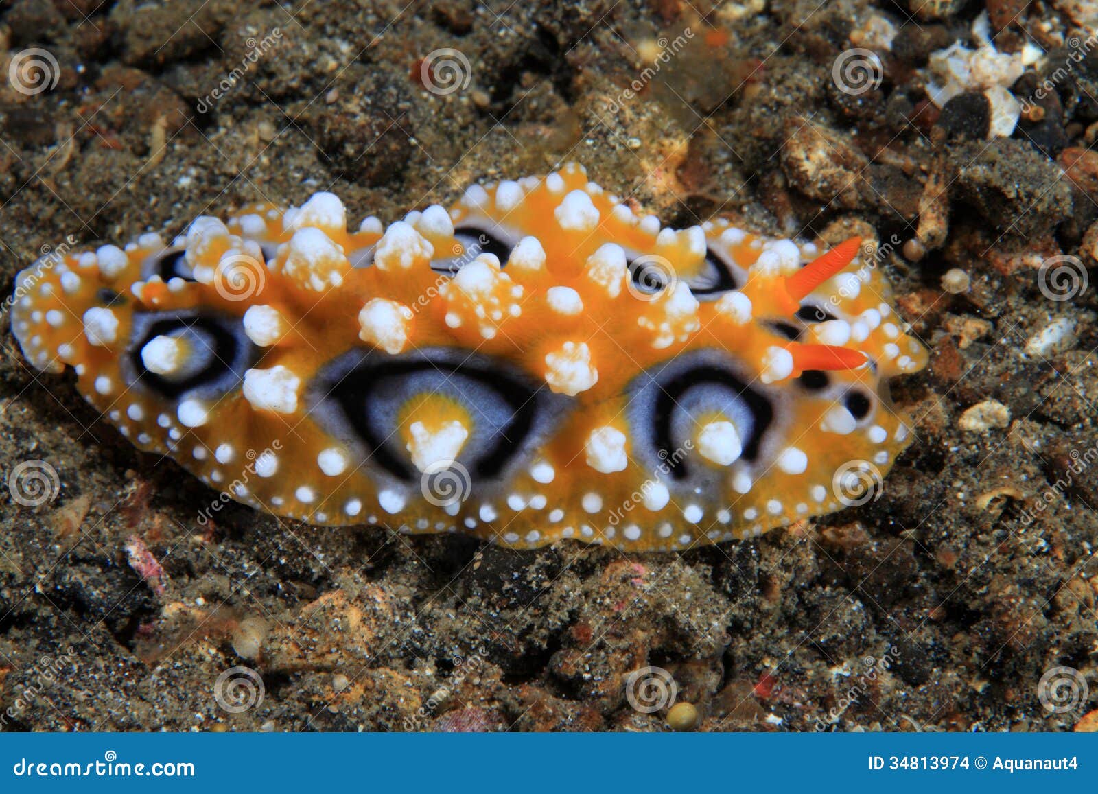Colorful sea slug stock photo. Image of ocean, beautyful - 34813974