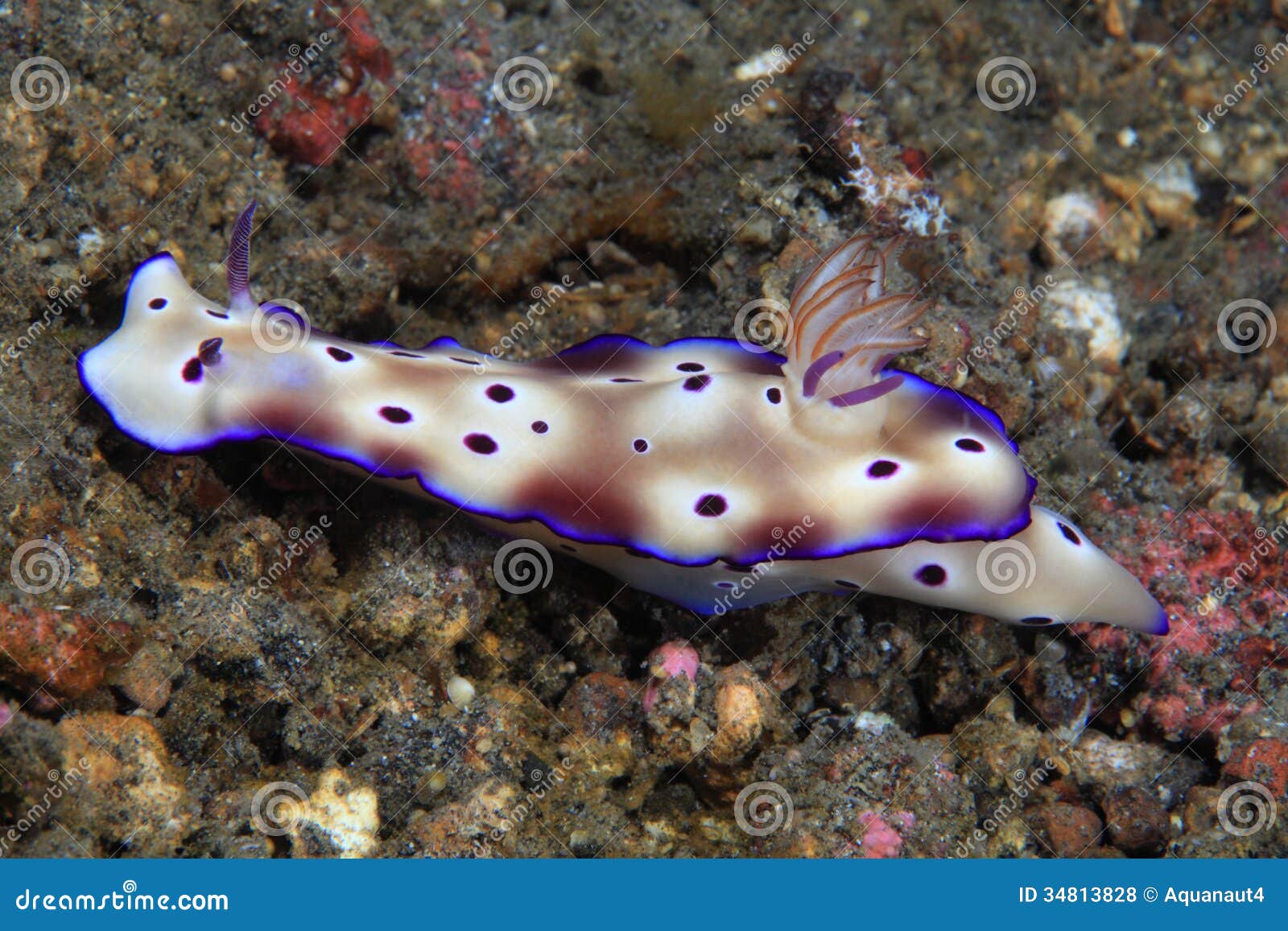 Colorful sea slug stock photo. Image of life, beautyful - 34813828