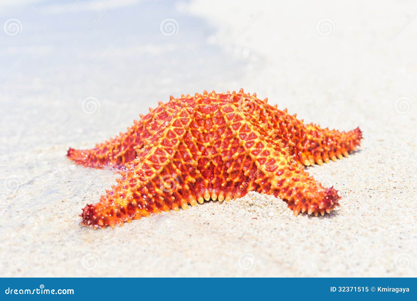 Colorful Sea Star (Starfish) on a Beach Stock Image - Image of life ...