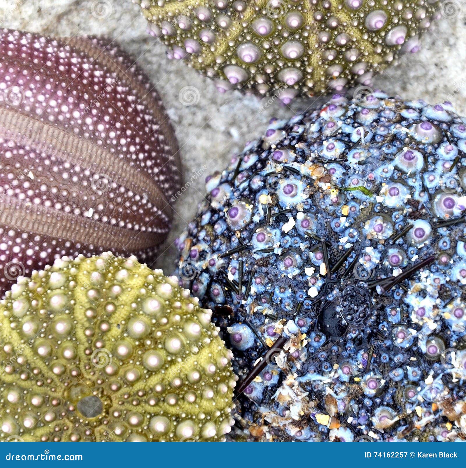 Colorful sea urchin shells stock image. Image of tests - 74162257