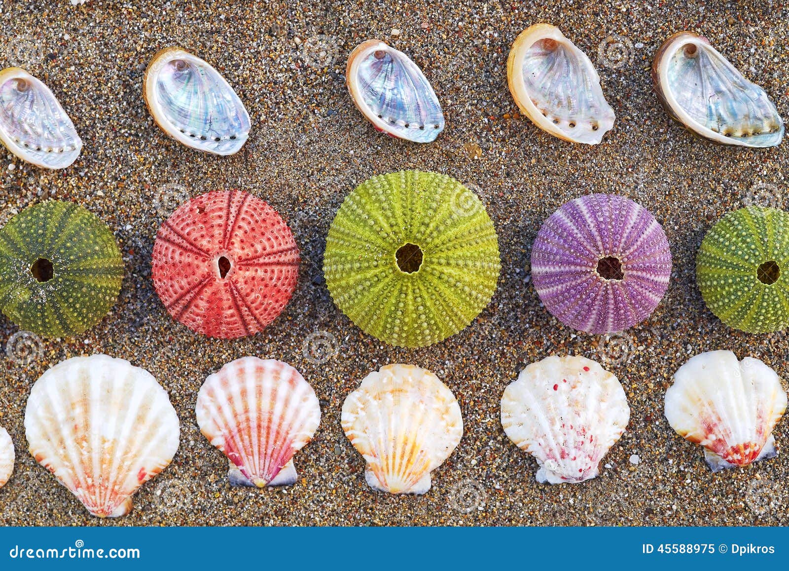 Colorful Sea Urchins and Shells on the Beach Stock Image - Image of ...