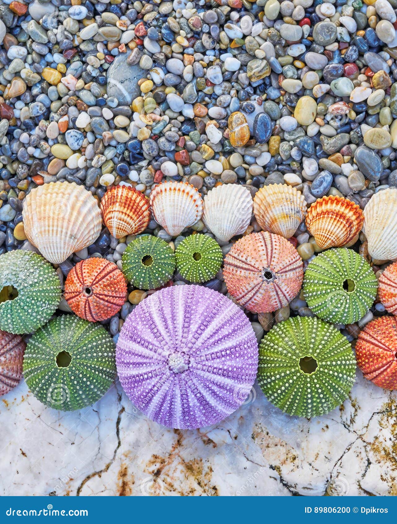 Colorful Sea Urchins and Shells Stock Photo - Image of exotic, life ...