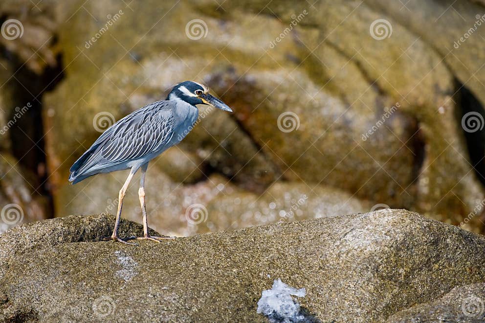 Colorful seabird on rocks stock image. Image of outdoor - 7351435