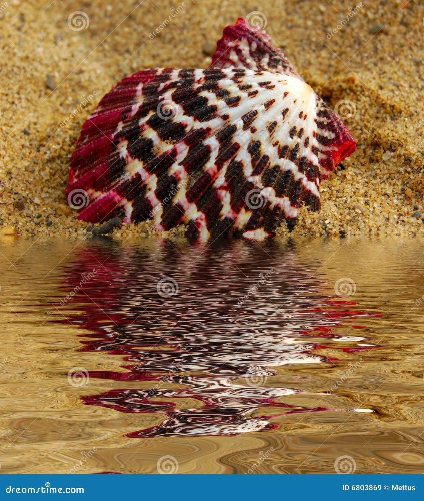 Colorful seashell stock image. Image of ocean, sandy, shaped - 6803869