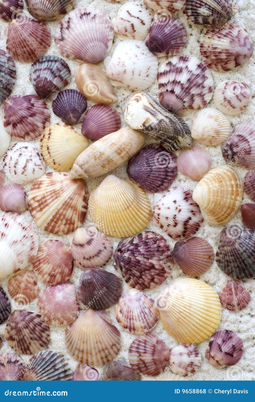 Colorful Seashell Background Stock Photo - Image of pattern, collection ...