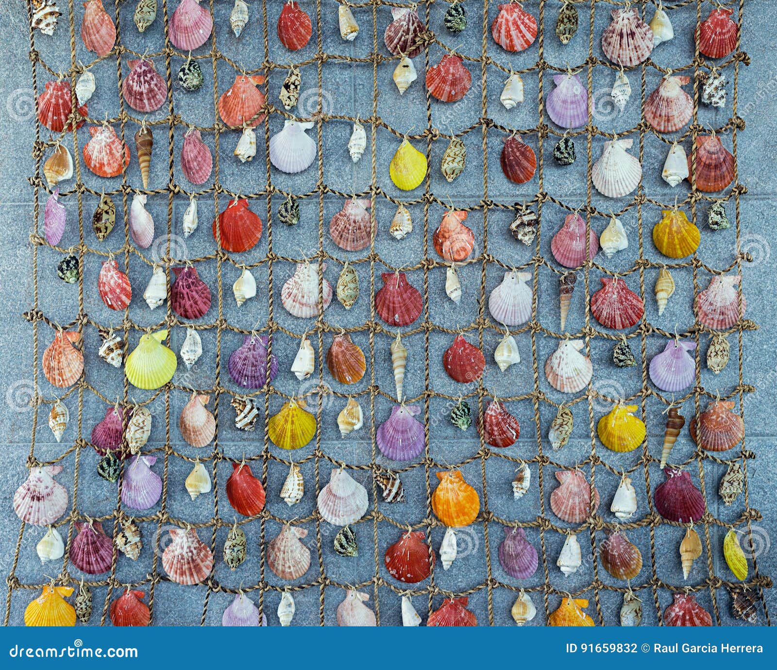 Colorful Seashell Background, Collection of Different Seashells. Stock ...