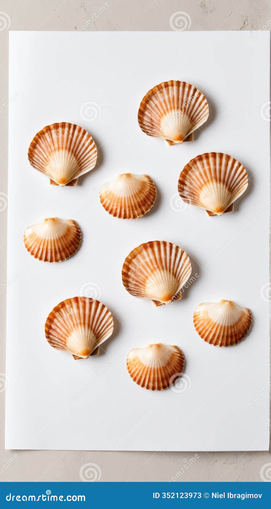 Colorful Seashell Collection on White Background Stock Image - Image of ...