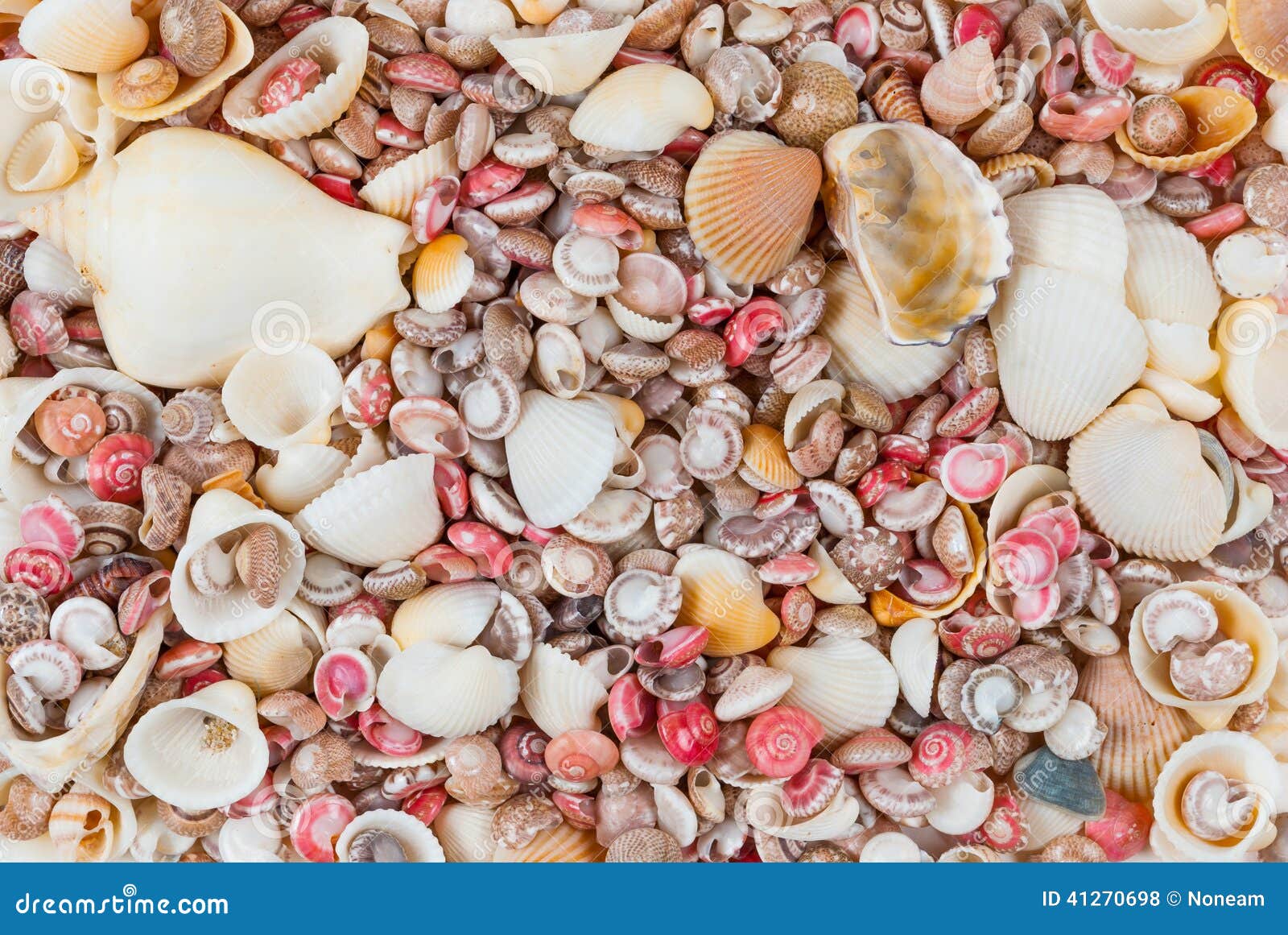 Colorful Seashell Texture/Background Stock Photo - Image of color ...