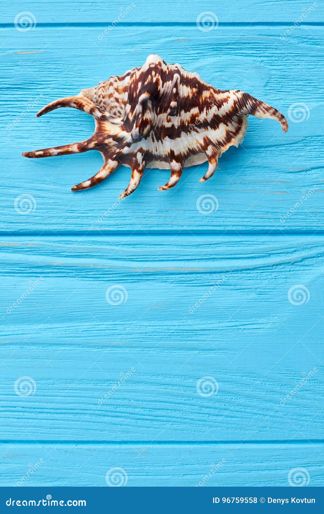 Colorful Seashell in Upper Border. Stock Photo - Image of colorful ...