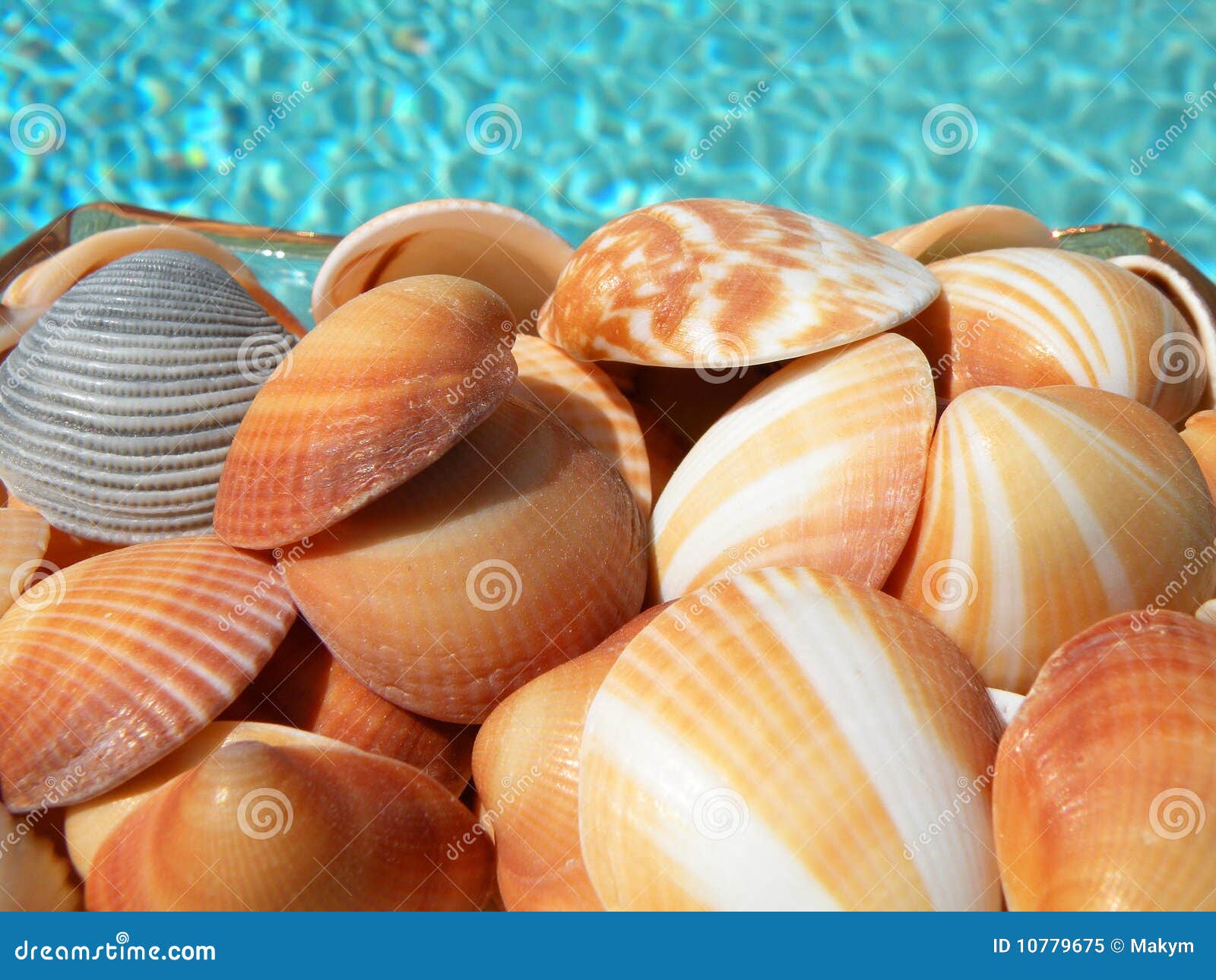 Colorful Seashells stock image. Image of closeup, detailed - 10779675