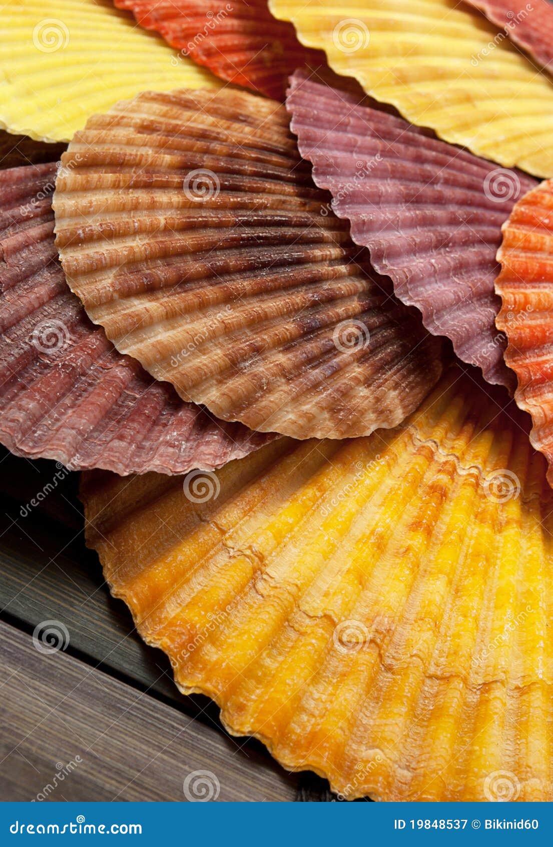 Colorful seashells. stock image. Image of ecology, beauty - 19848537