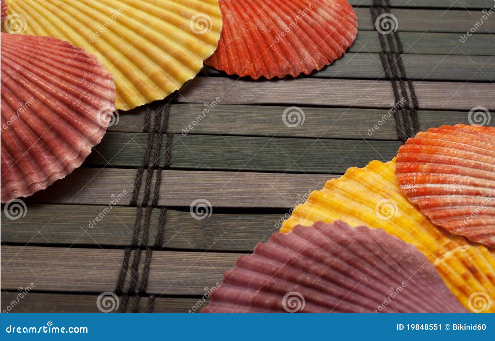 Colorful seashells. stock image. Image of background - 19848551