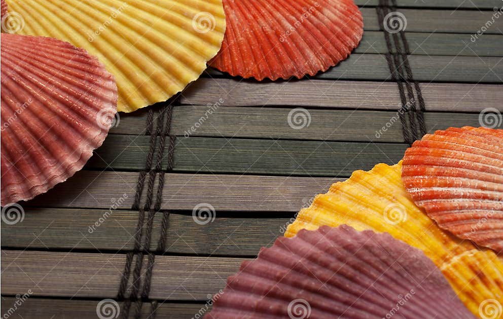 Colorful seashells. stock image. Image of background - 19848551