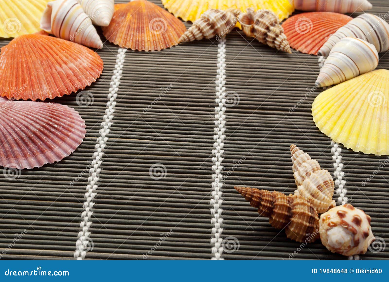 Colorful seashells. stock photo. Image of pattern, design - 19848648