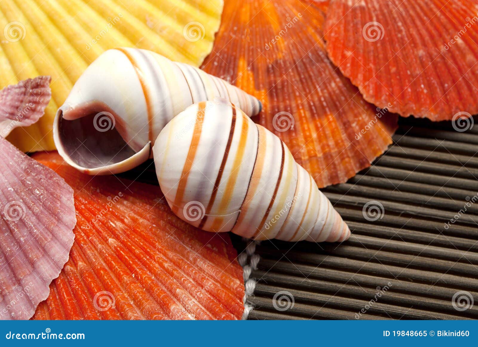 Colorful seashells. stock image. Image of detail, conch - 19848665